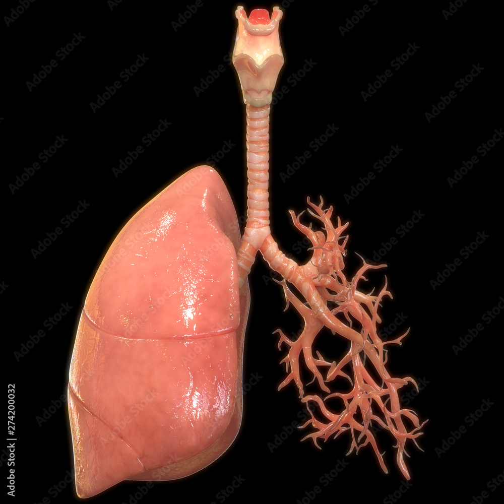 Human Respiratory System Lungs Anatomy Stock Illustration | Adobe Stock