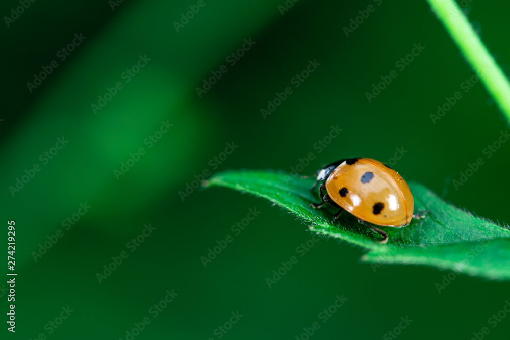 Ladybug eating on a leaf, Macro photo, close up, insect, Coccinellidae ...