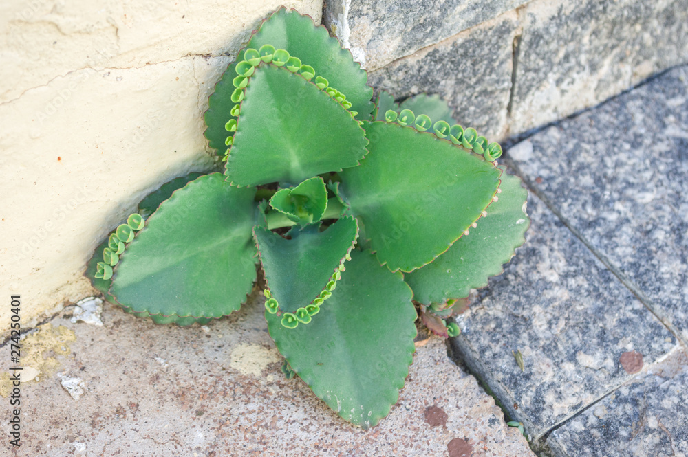 mother of thousands (Kalanchoe daigremontiana) or aranto plant in ...