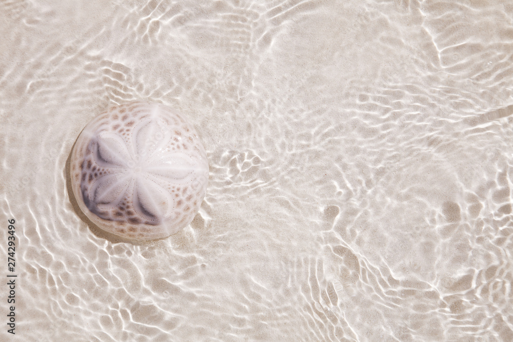 sand dollar coral on beach sand under sea waves Stock Photo | Adobe Stock