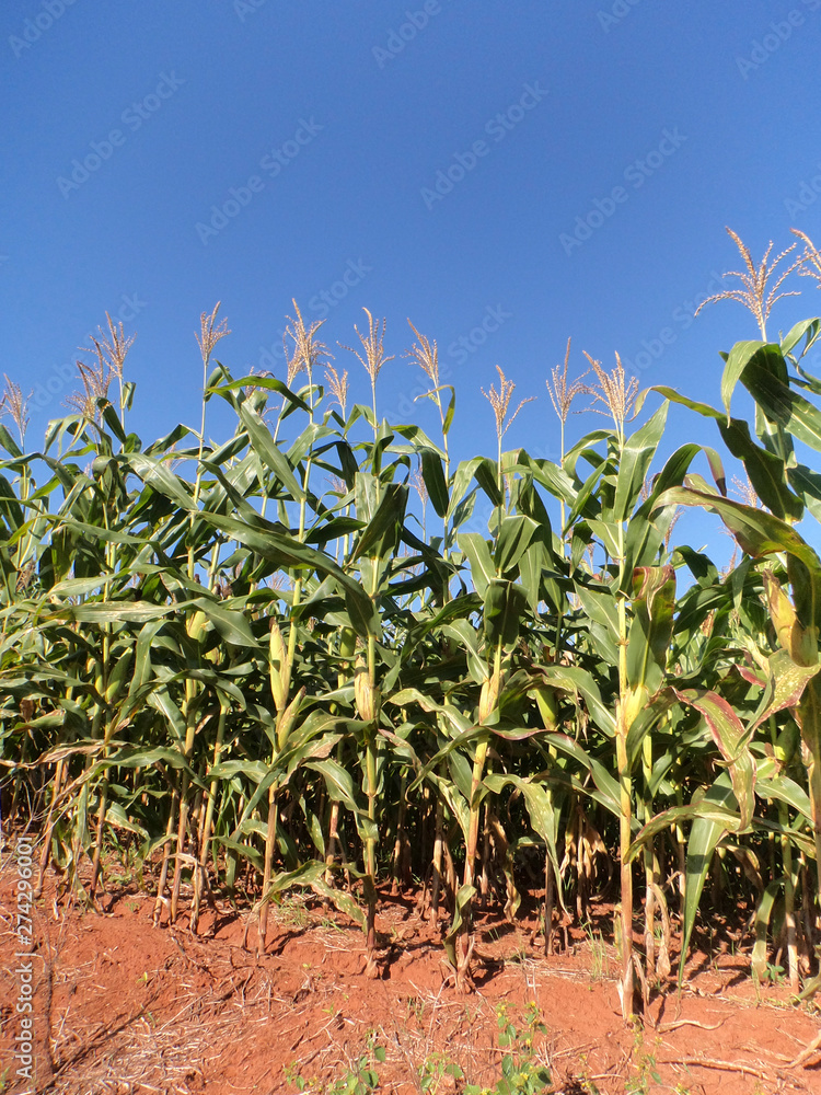 Plantação de milho florescendo com milho verde. Stock Photo | Adobe Stock