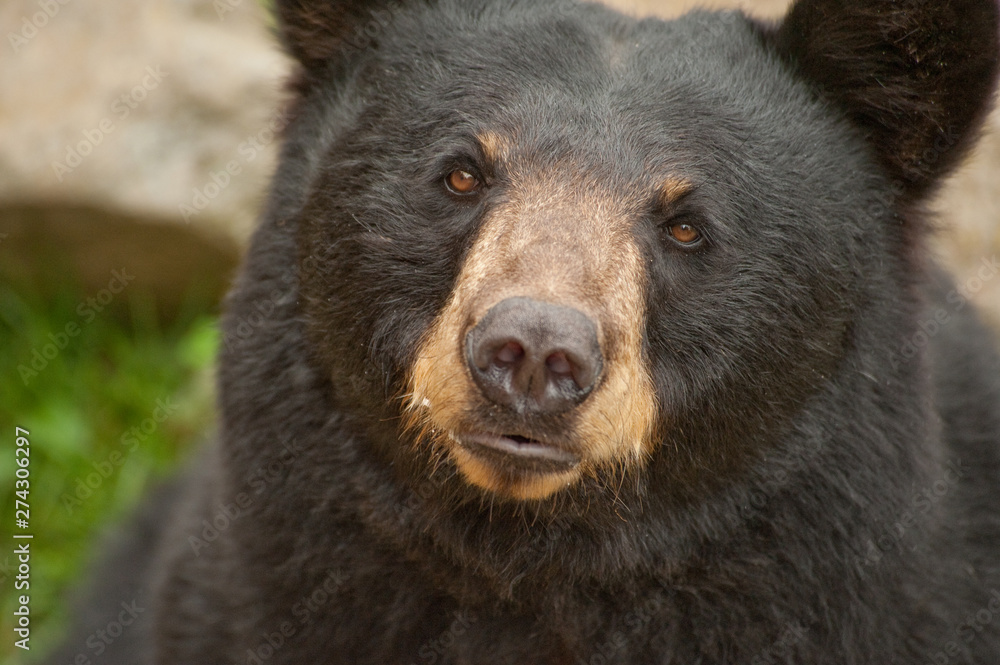 Close up of wild black bear face looking at camera Stock Photo | Adobe ...