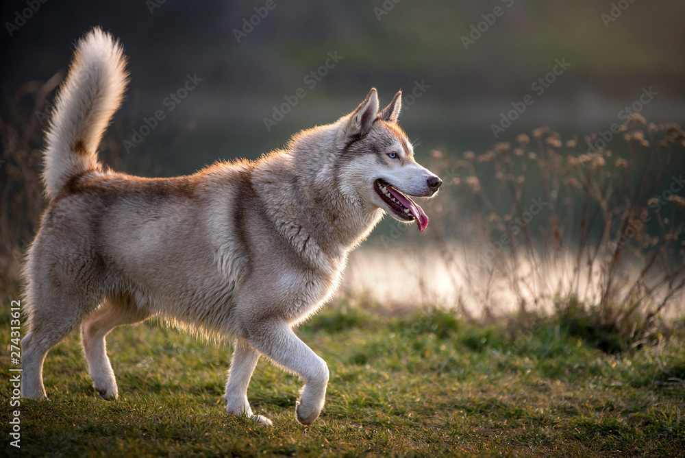 Side portrait of a magnificent husky. The husky has a brownish gray ...
