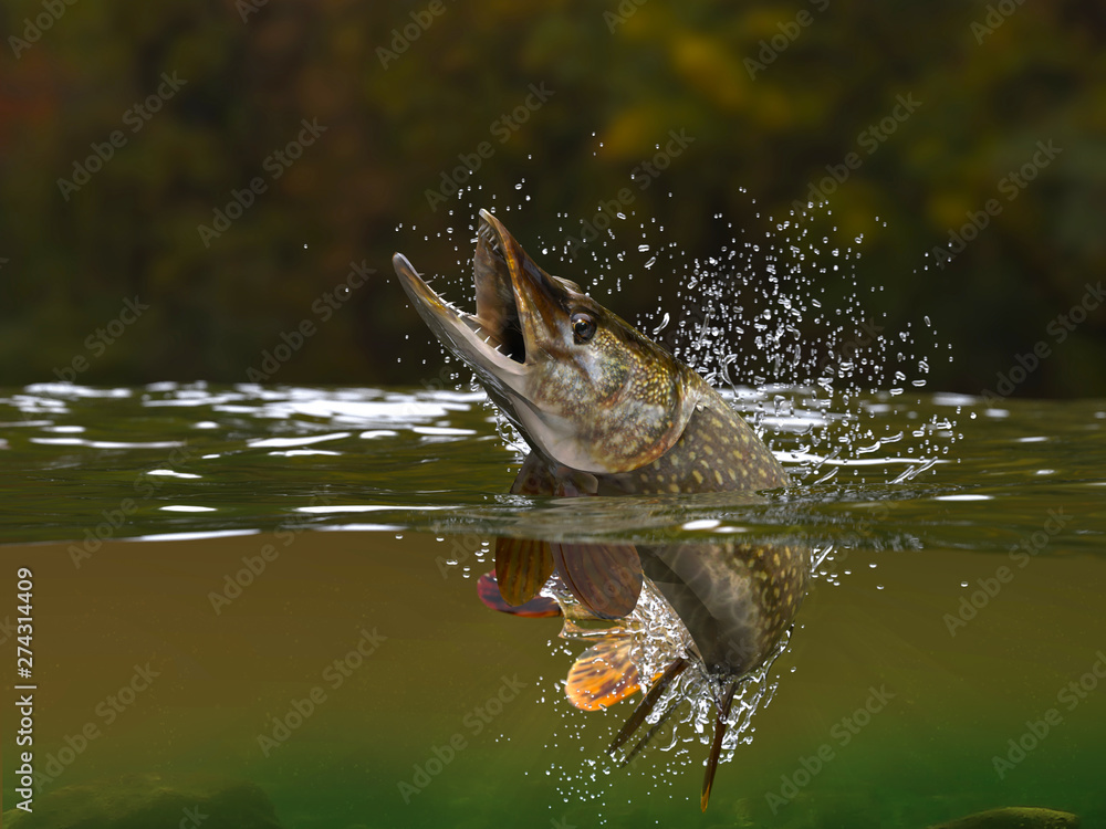 Northern Pike fish jumping in river halfwater view 3d realitstic render ...