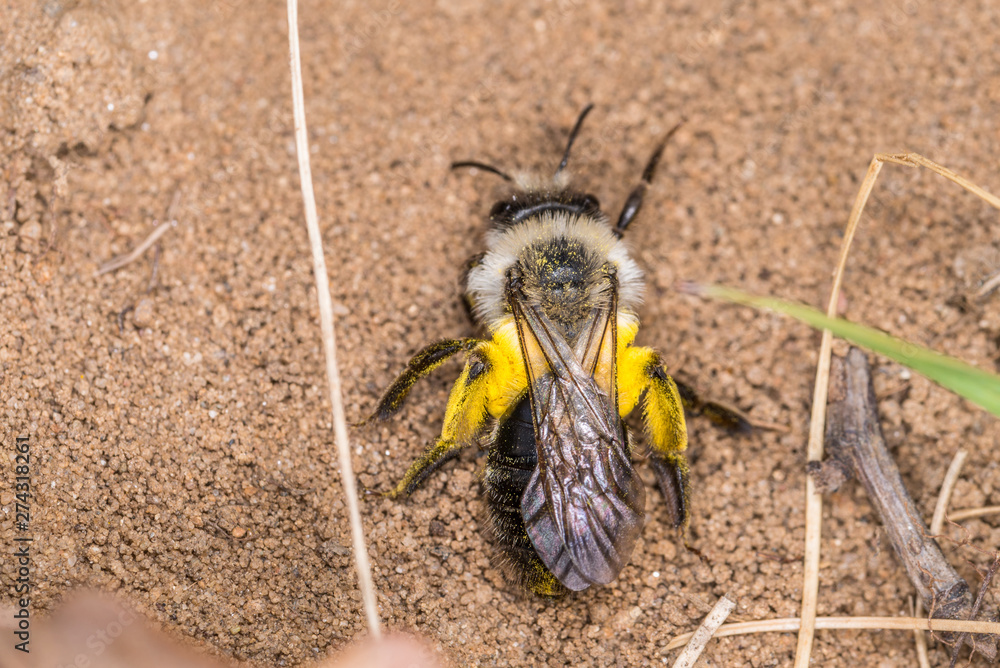 Einzelnes Erdbienen Männchen mit gelben Blütenpollen am Boden ...