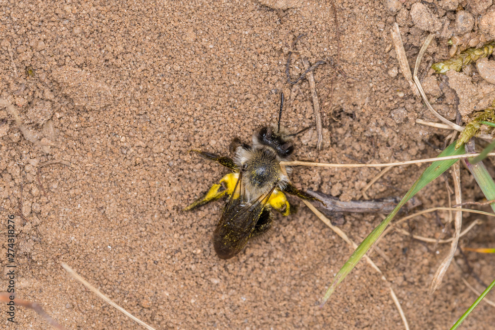 Einzelnes Erdbienen Männchen mit gelben Blütenpollen am Boden ...