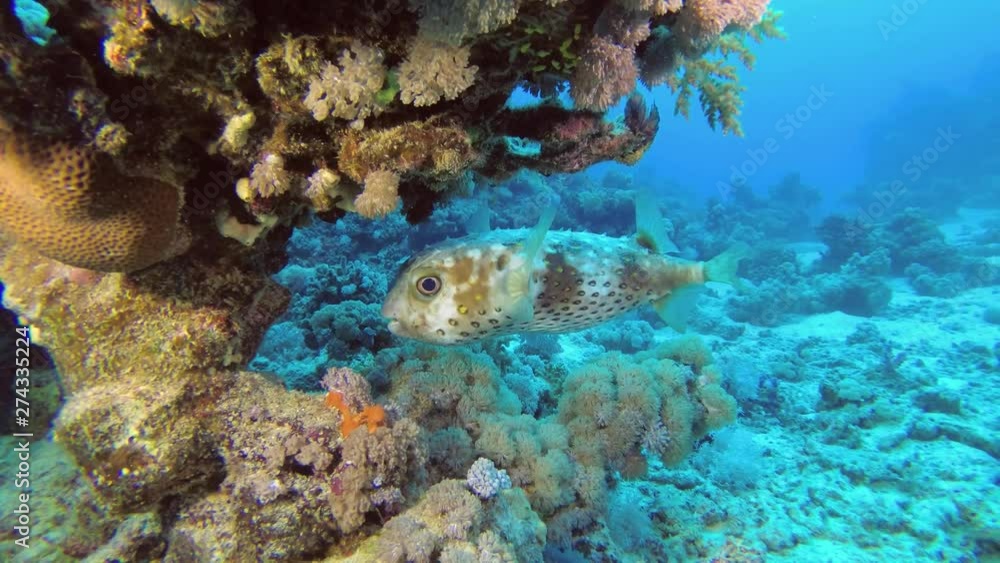 Vidéo Stock Porcupinefish fish hiding under the coral. Spotted ...