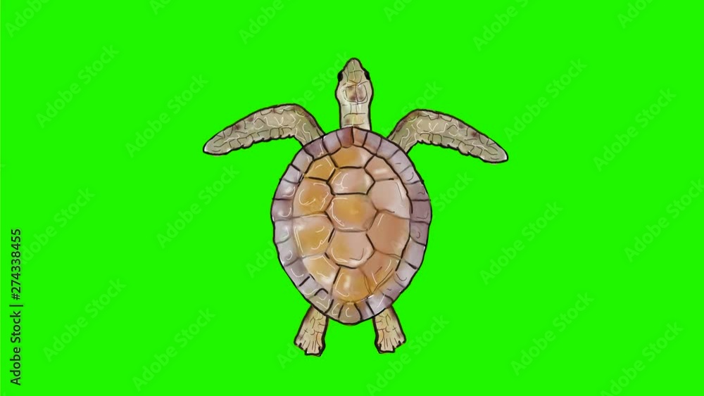 2d Animation motion graphics showing a watercolor of a green sea turtle ...