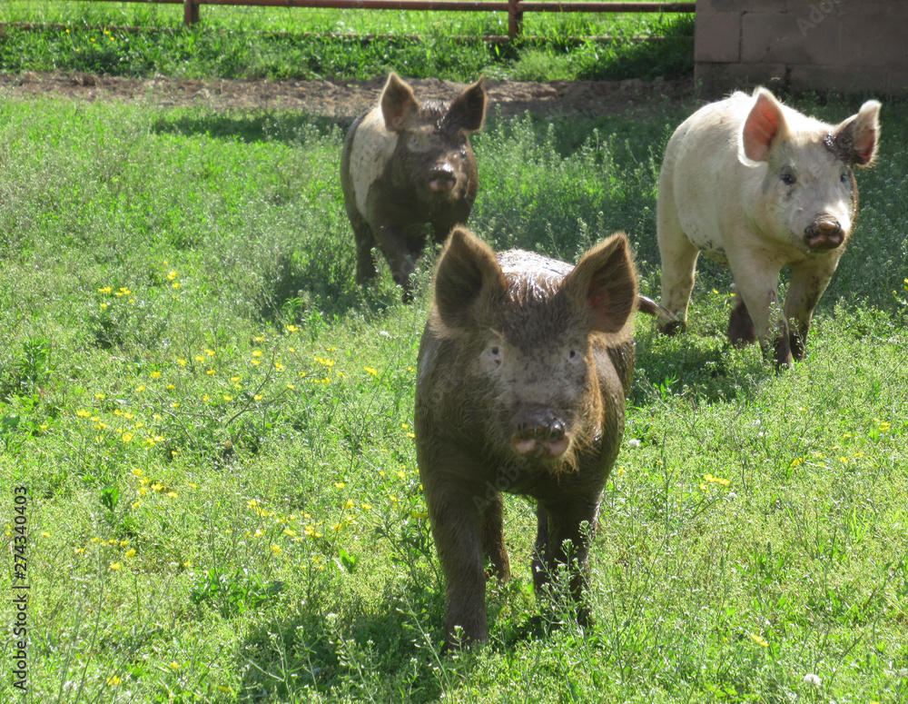 5-10-19: Three little pigs. Stock Photo | Adobe Stock