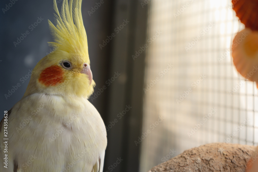 Lutino Cockatiel Red Eye