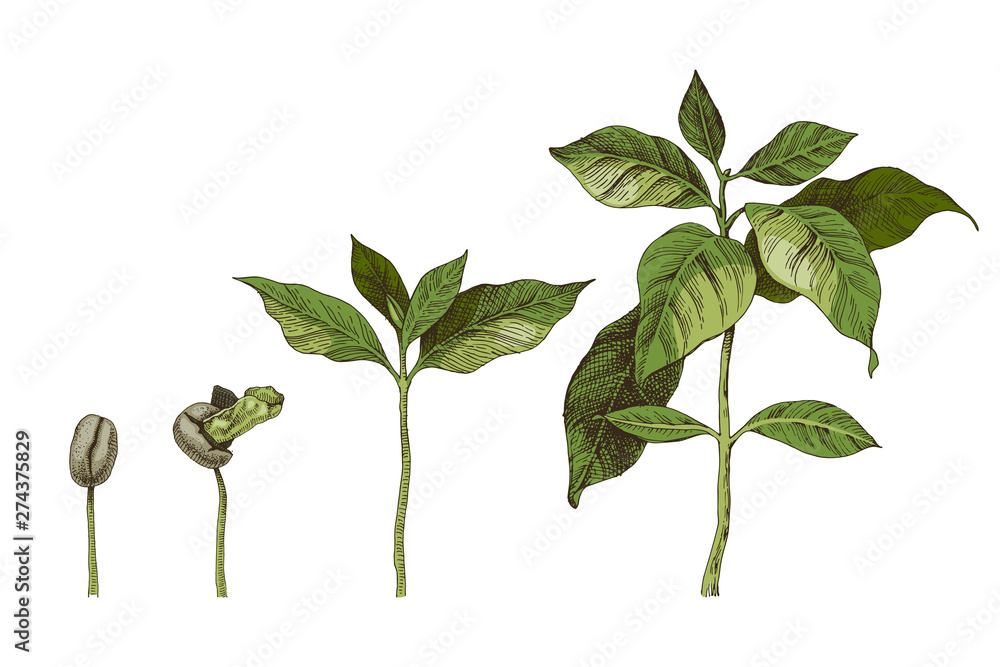 Hand drawn coffee seedlings. 4 stages of growing plant Stock Vector ...