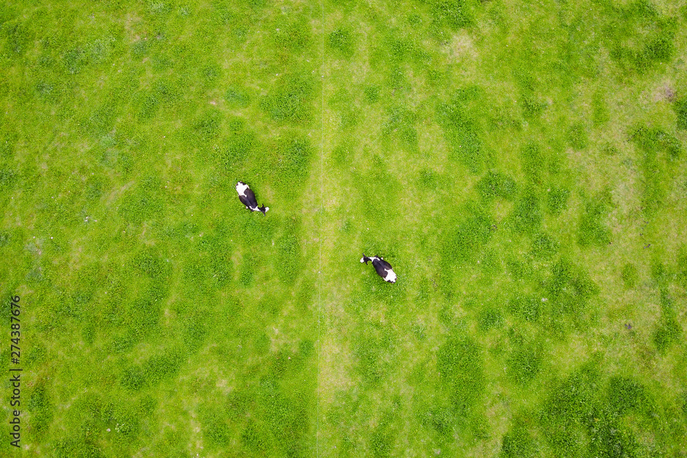 Two cows from above on green meadow Stock Photo | Adobe Stock