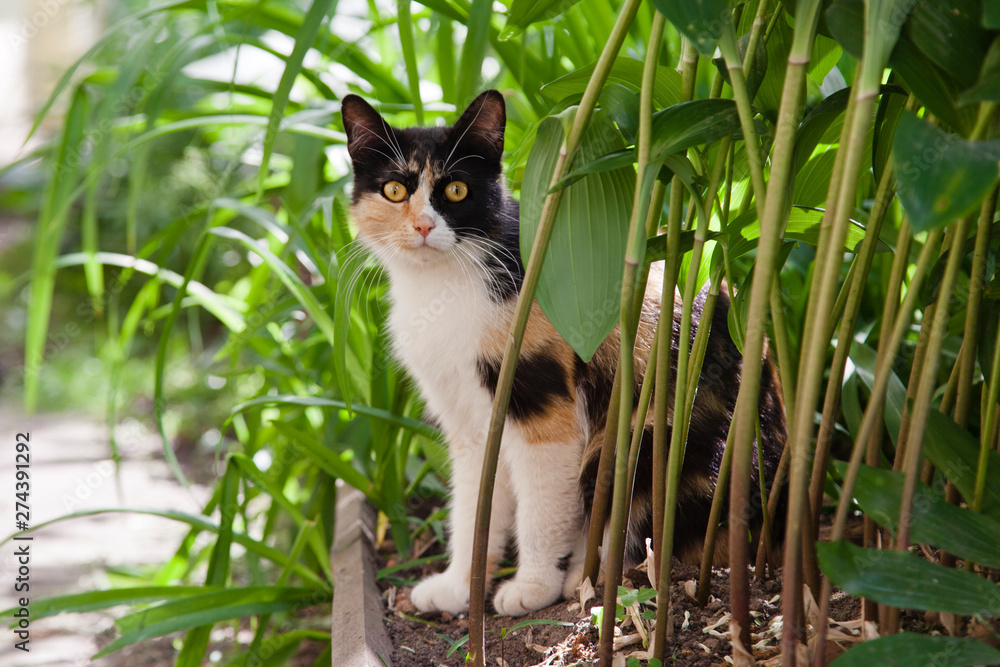 beautiful calico cat with black, white and red spots sunny day ...