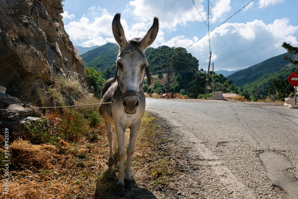 Esel steht am Straßenrand in kretischem Bergdorf und hebt aufmerksam ...