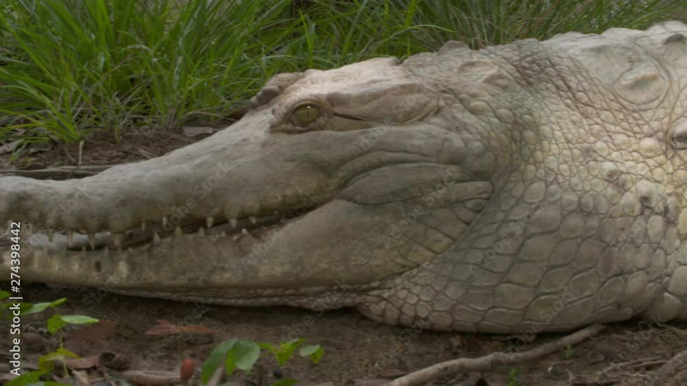 Extreme close-up low angle panning shot of Orinoco crocodile out of a water pond with sharp ...