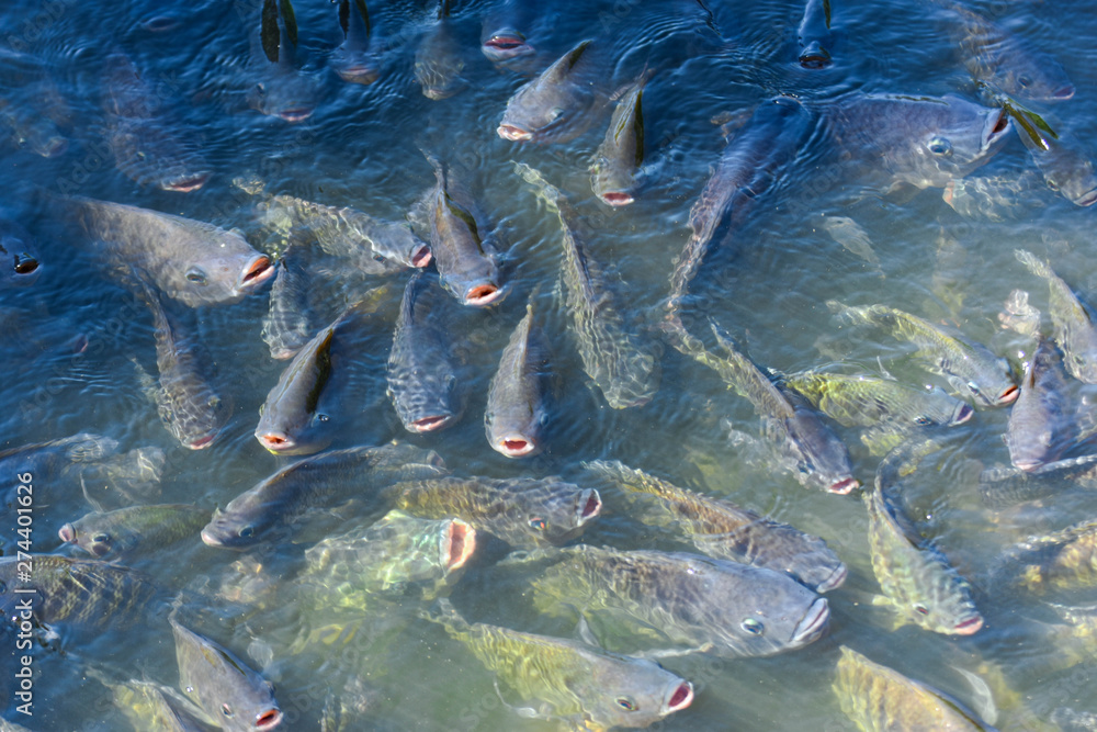 Tilapia, freshwater fish, popular in industry Stock Photo | Adobe Stock