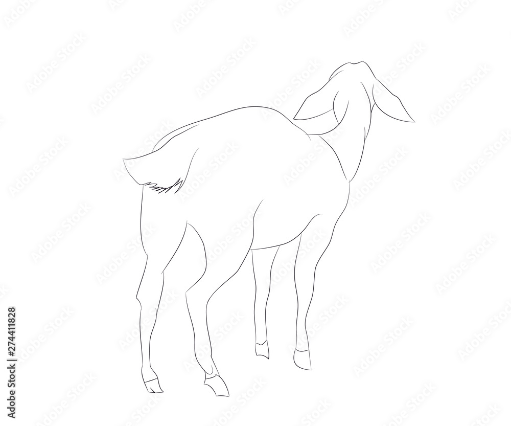 vector illustration of a goat that stands, drawing by lines Stock ...