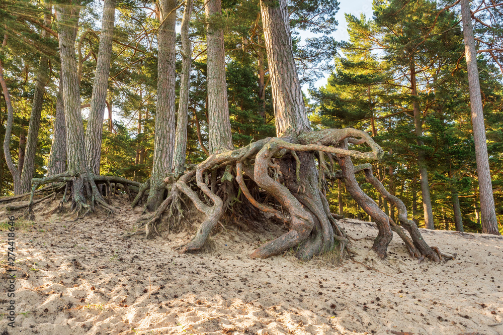 Bare pine roots on the sandy shore of the lake at the golden hour ...