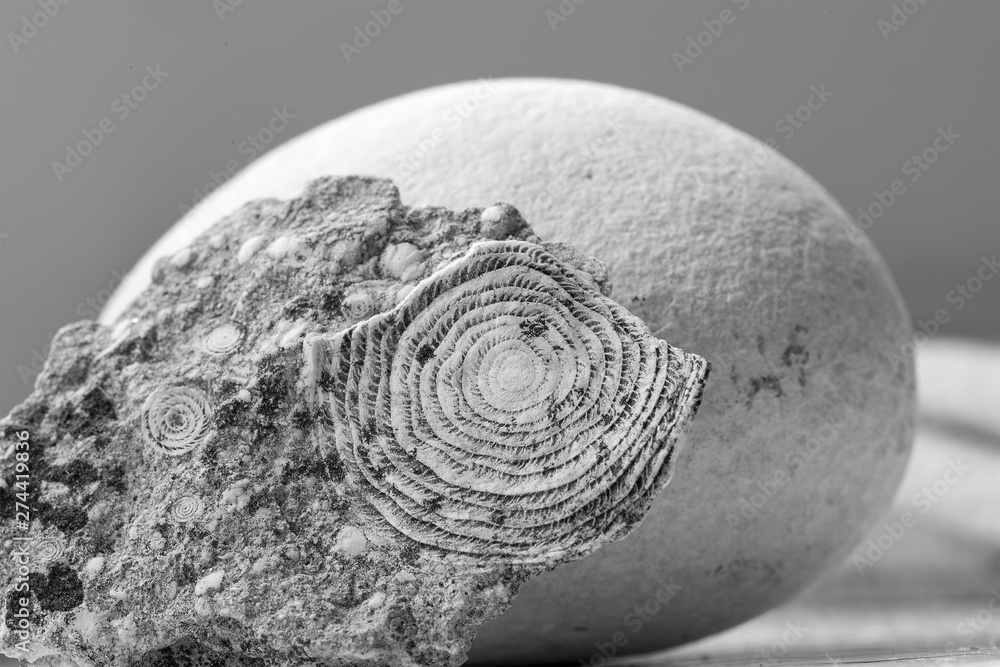 Sea stones in black and white. Gray stone with petrified nummulite ...