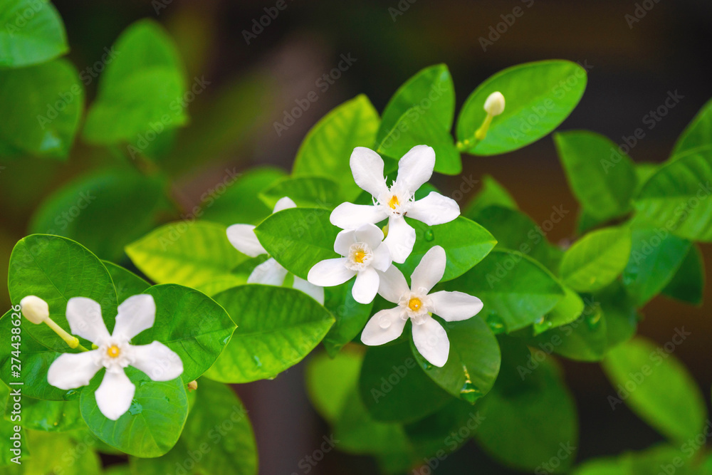 What Is Sampaguita Flower In English | Best Flower Site