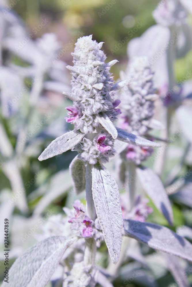 Garden plant Stachys Byzantina, close up, is used for landscape design ...