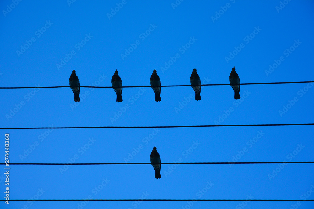 Birds on the wire. Birds on a wire on a background of blue sky. The ...
