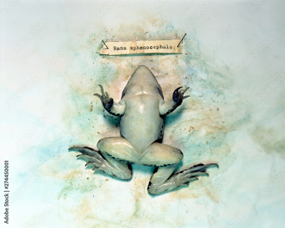 Selective focus ddead leopard frog biology specimen with label on ...