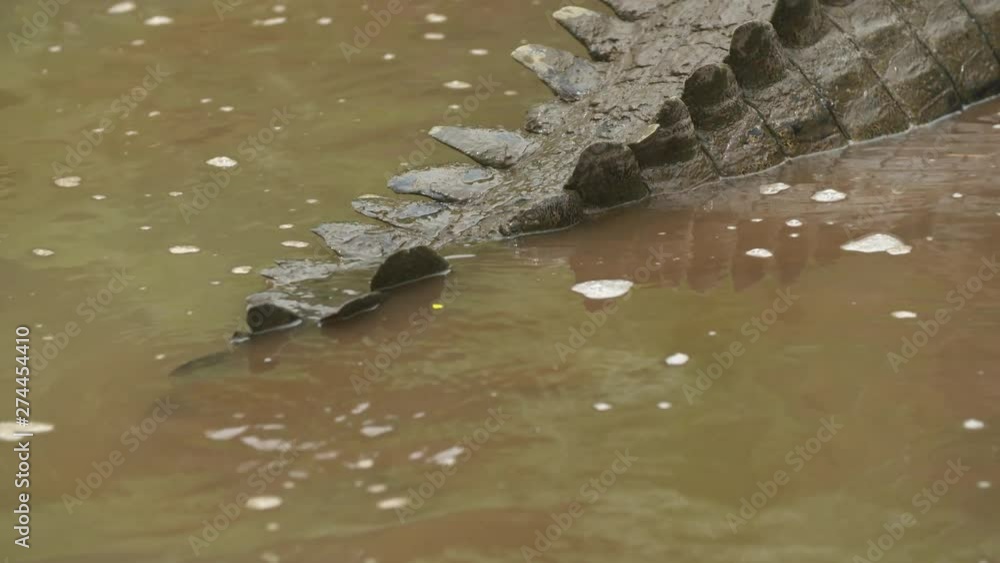 Close-up high angle still shot of a huge dirty Orinoco Crocodile's ...