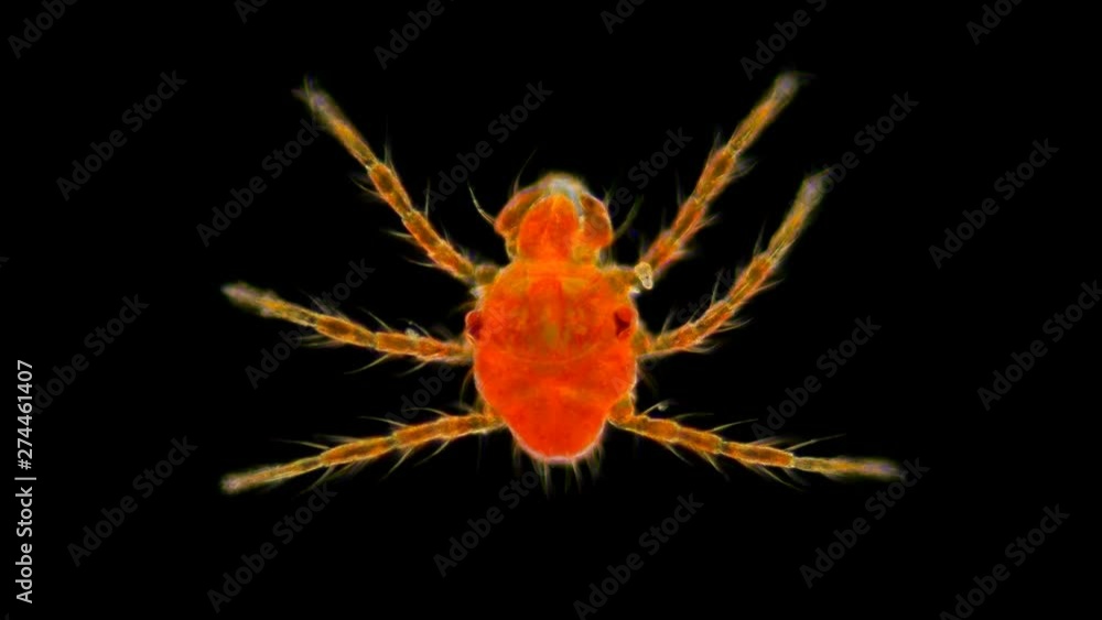 red mite under the microscope, ticks larva Limnochares aquatica ...