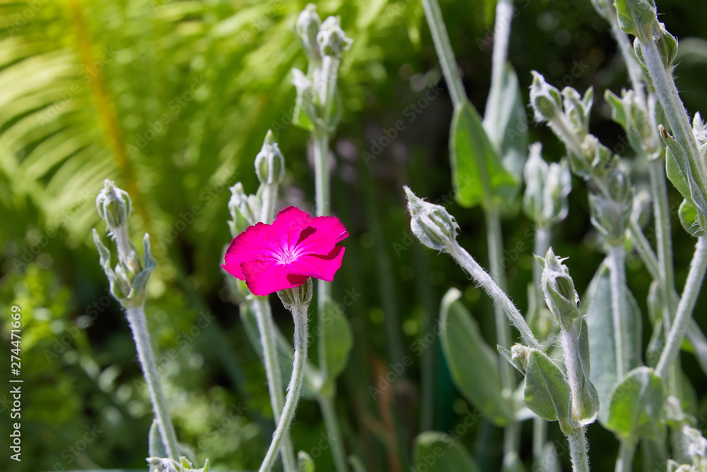Lychnis coronaria syn. Silene coronaria in full bloom (rose campion ...