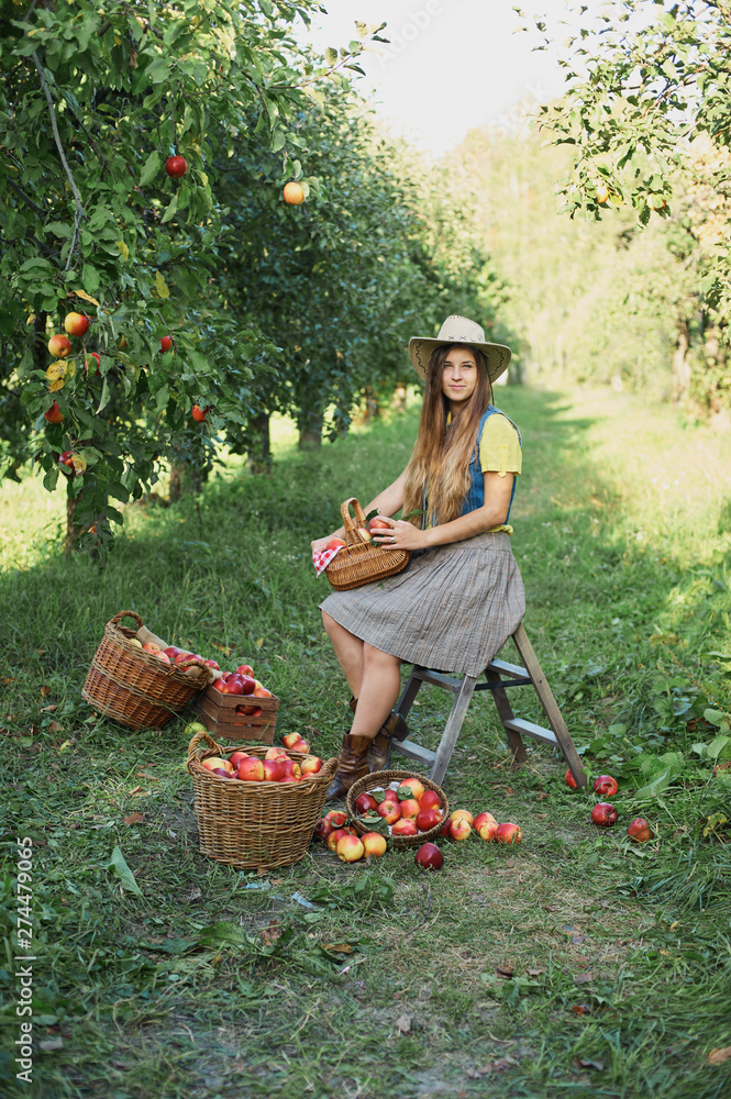 Fall Apple Orchard Harvest