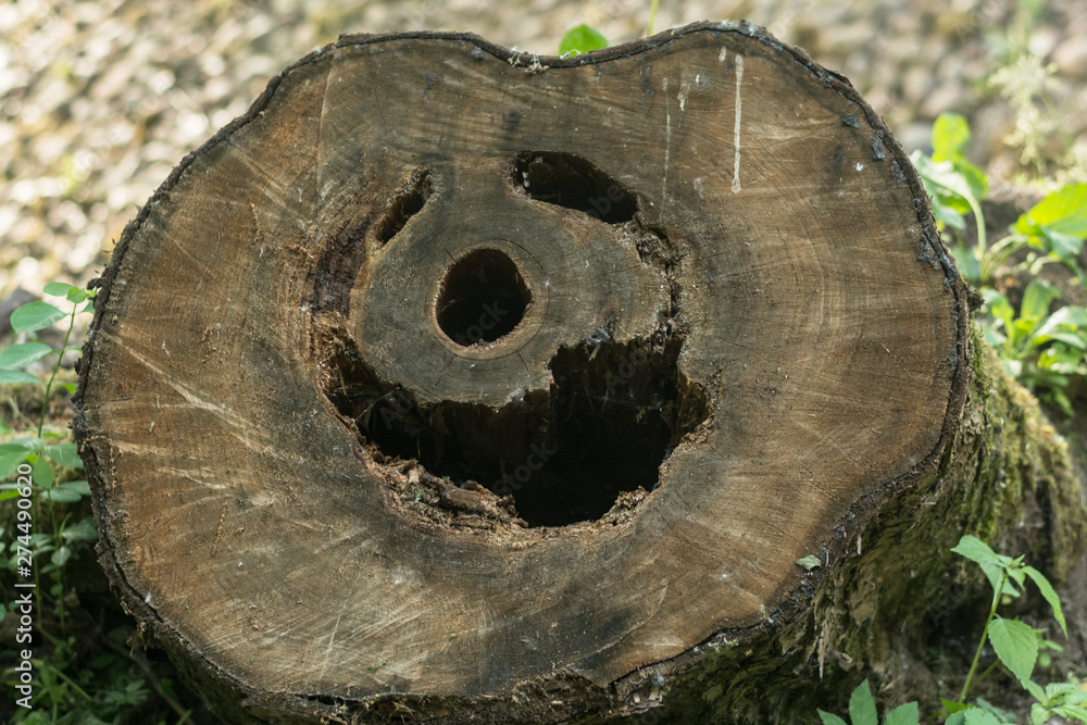 cut down the trunk of an old tree. On the trunk of the crack resemble a ...