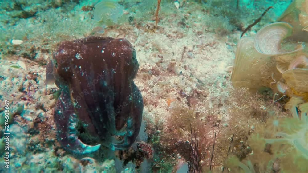Broadclub Cuttlefish aka Filipino Cuttlefish On Philippines Coral Reef ...