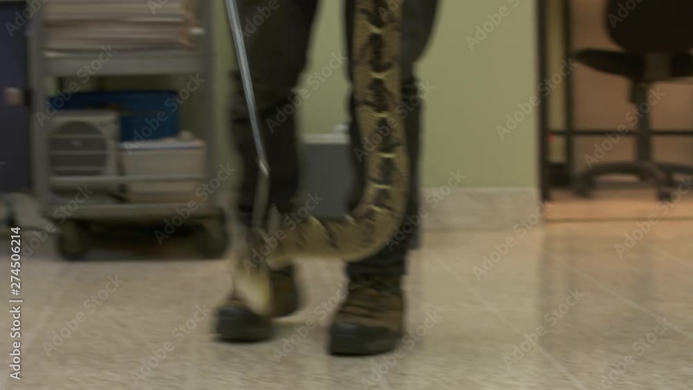 Close-up low angle panning shot of a snake handler using a snake hook ...