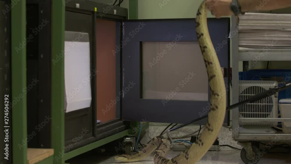 Close-up low angle panning shot of an experienced snake handler using a ...