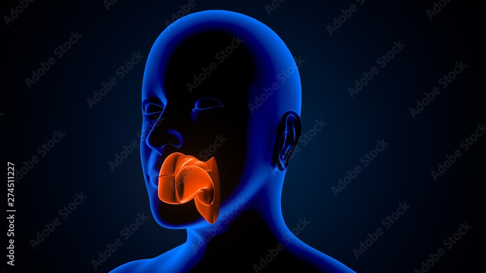3d illustration of the growth of adenoids adenoids breathing problems ...