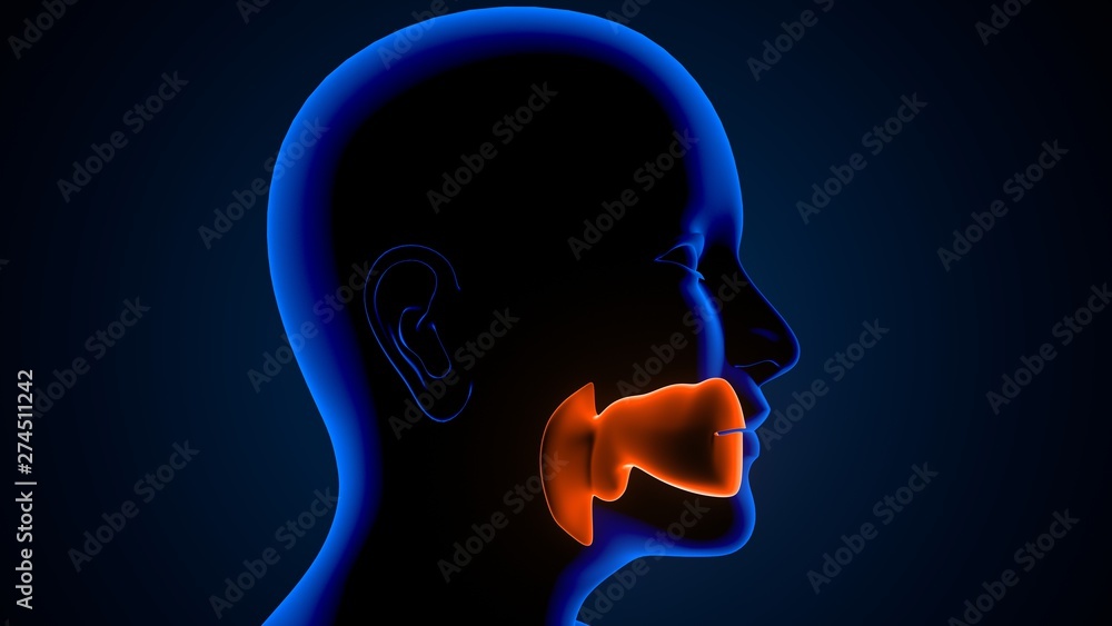 3d illustration of the growth of adenoids adenoids breathing problems ...