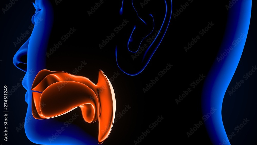 3d illustration of the growth of adenoids adenoids breathing problems ...