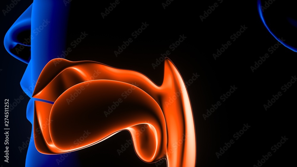 3d illustration of the growth of adenoids adenoids breathing problems ...