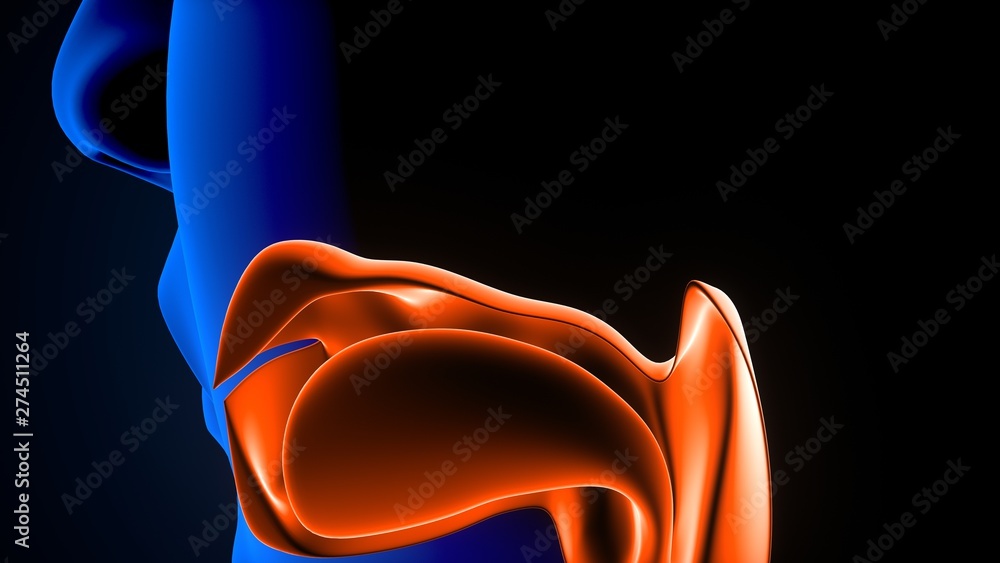 3d illustration of the growth of adenoids adenoids breathing problems ...