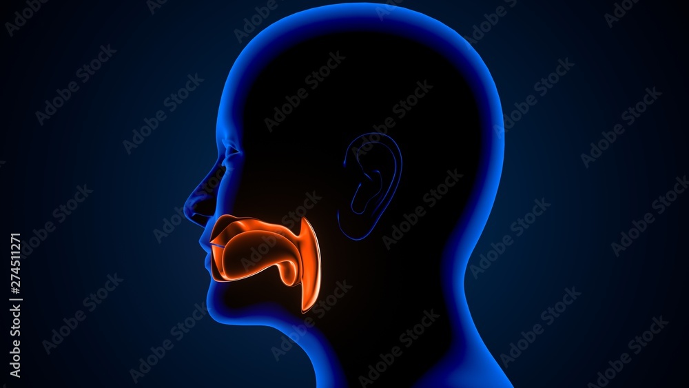 3d illustration of the growth of adenoids adenoids breathing problems ...