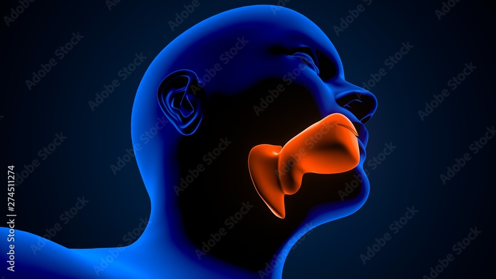 3d illustration of the growth of adenoids adenoids breathing problems ...