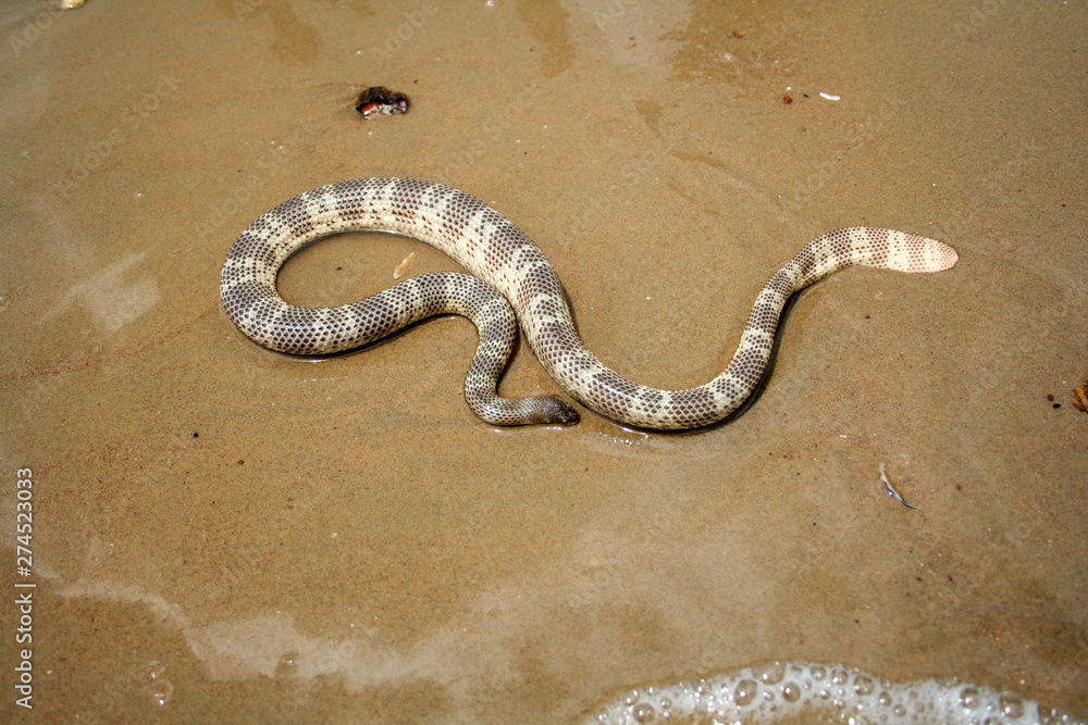 Large sea snake on beach in Australia Stock Photo | Adobe Stock