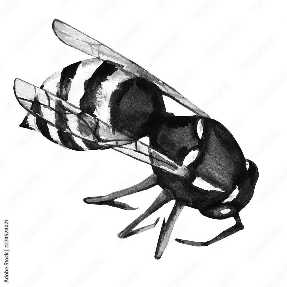 Wasp illustration. Wasp watercolor. Wasp realistic. Wasp and bee ...