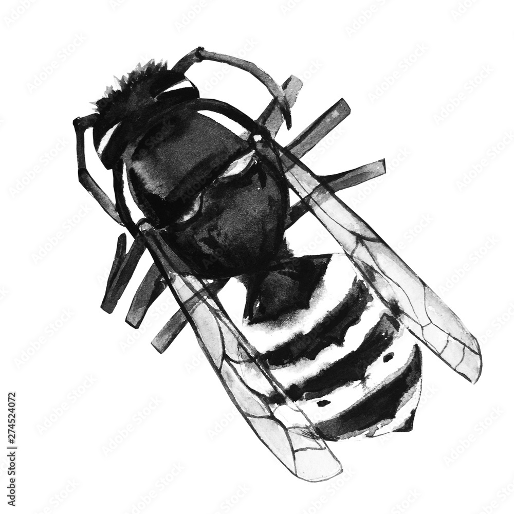Wasp illustration. Wasp watercolor. Wasp realistic. Wasp and bee ...