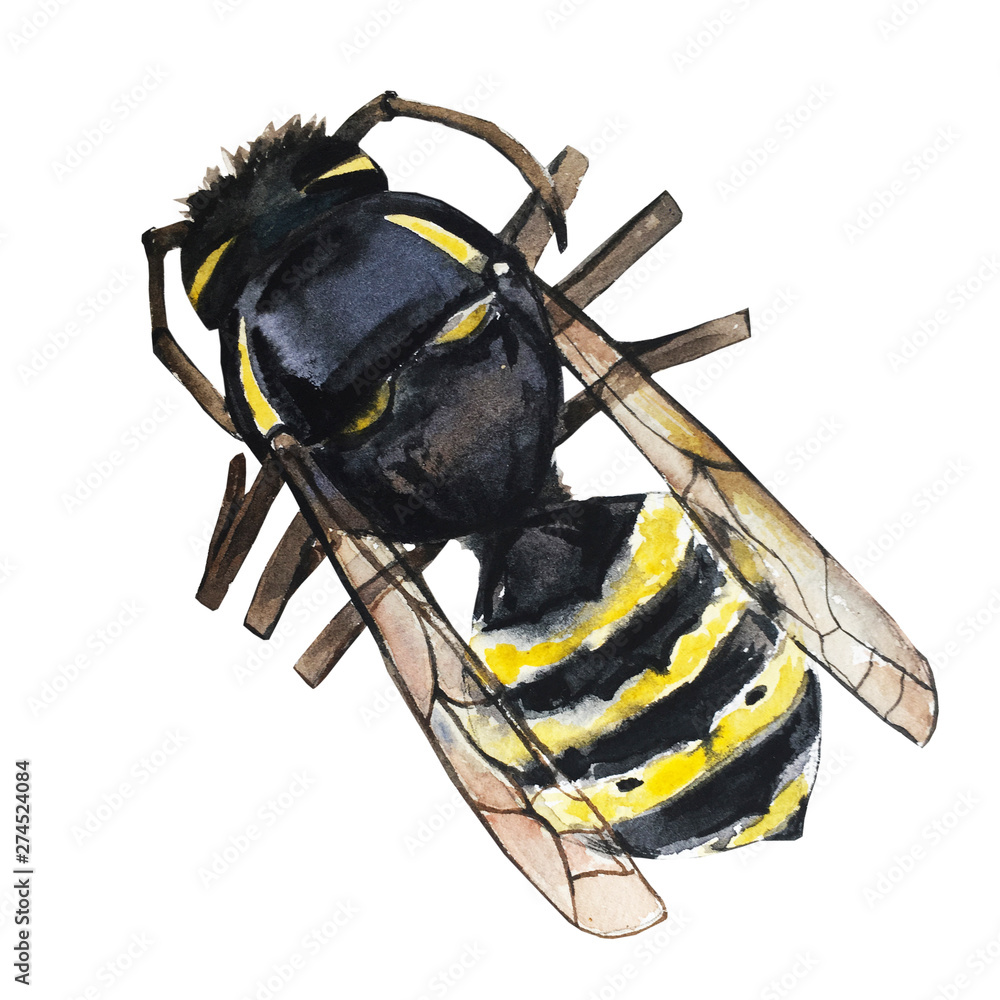Wasp illustration. Wasp watercolor. Wasp realistic. Wasp and bee ...