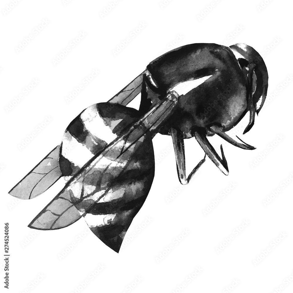 Wasp illustration. Wasp watercolor. Wasp realistic. Wasp and bee ...