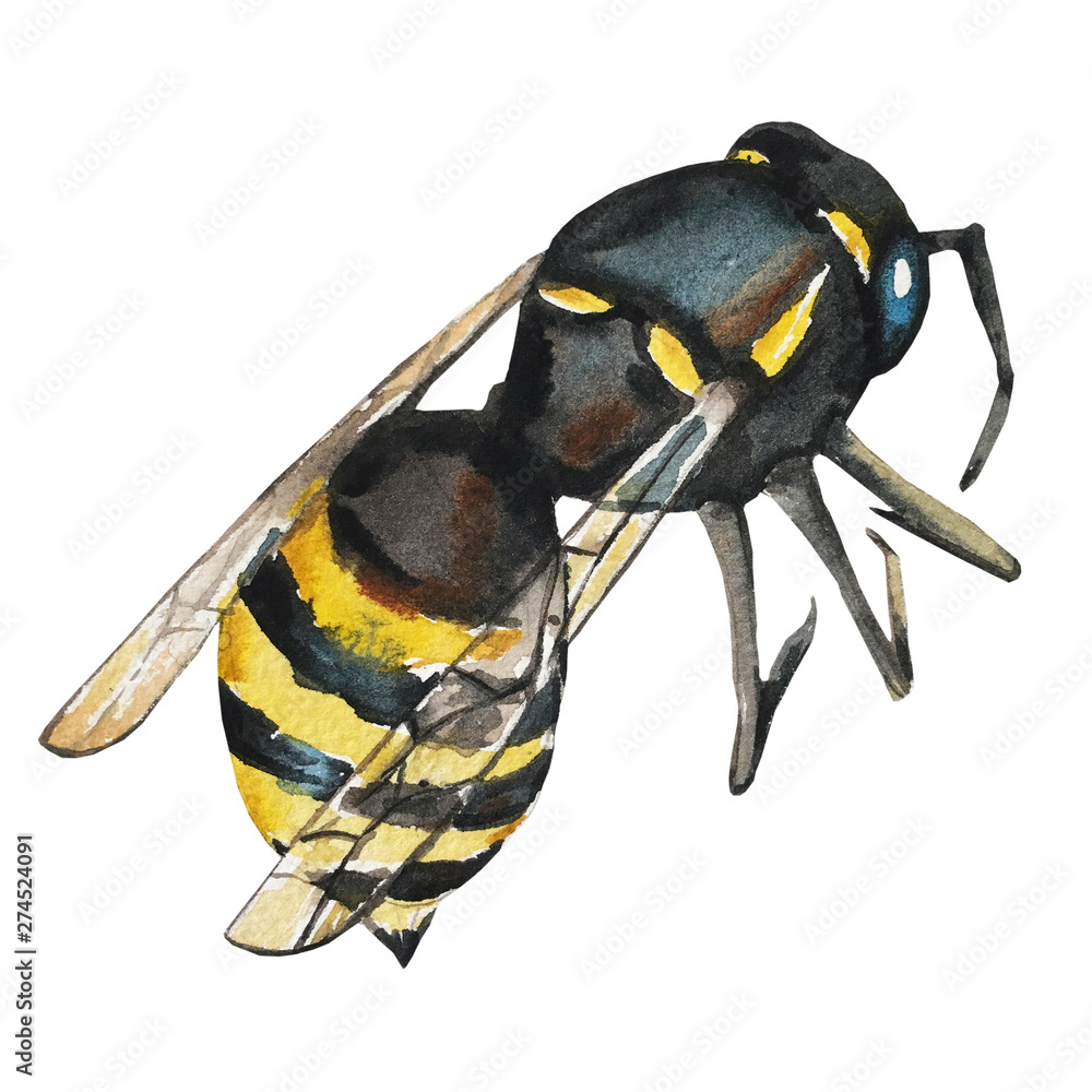 Wasp illustration. Wasp watercolor. Wasp realistic. Wasp and bee ...