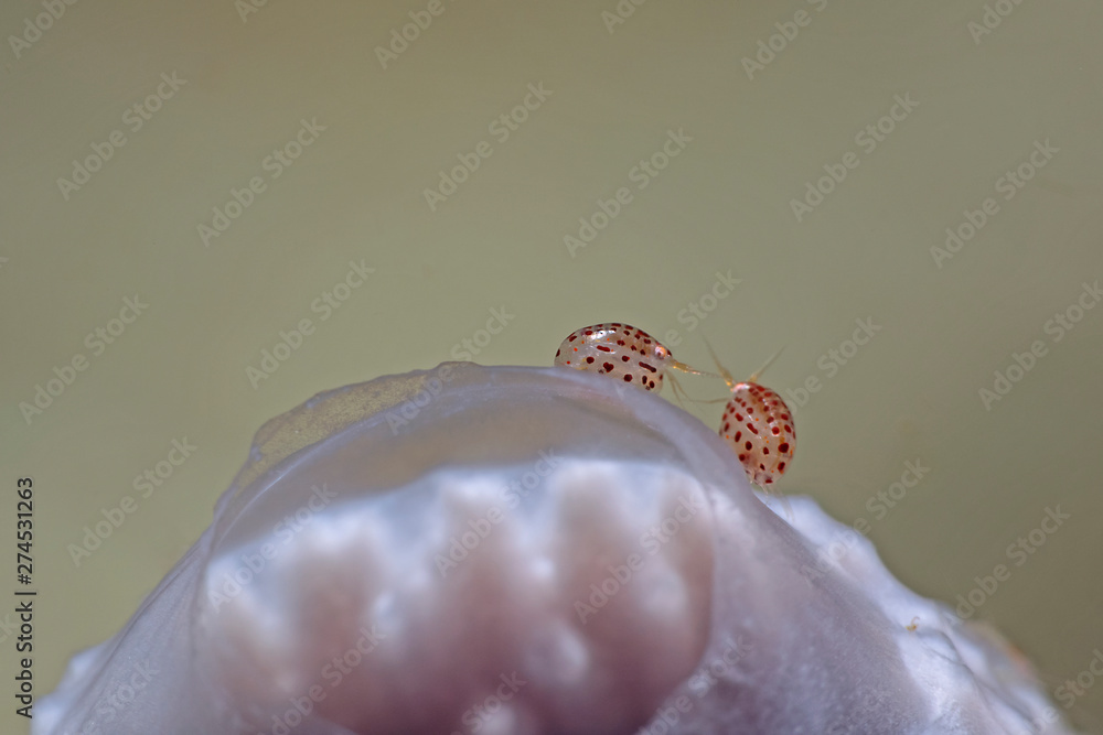 Underwater close-up photography of two ladybugs. Stock Photo | Adobe Stock