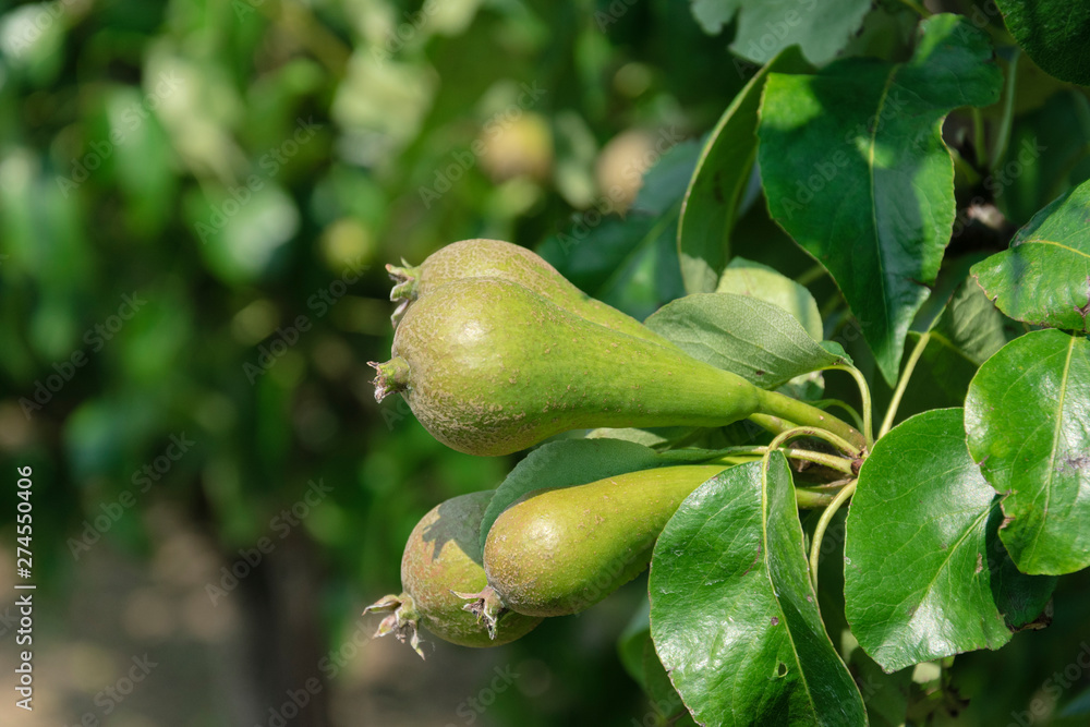 It is the month of June, small pears are formed on the fruit trees, the ...